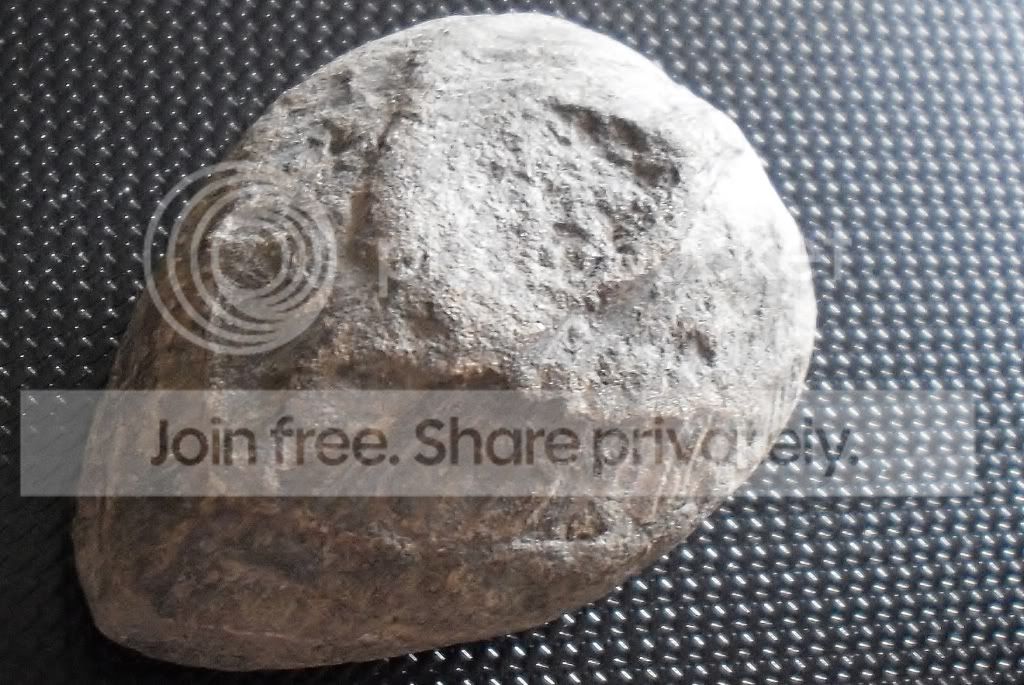 Fossil Id Help! (Seed?) - Fossil ID - The Fossil Forum