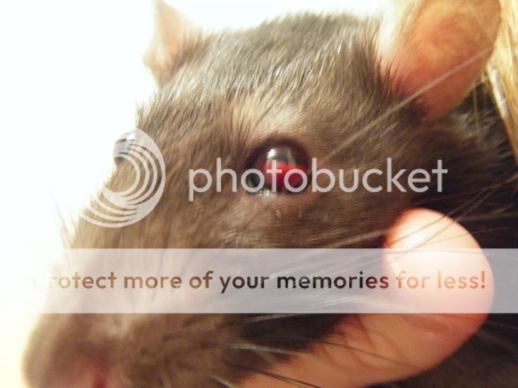 Hal's eye filling up with more blood - pics.... | The Rat Shack - Pet ...