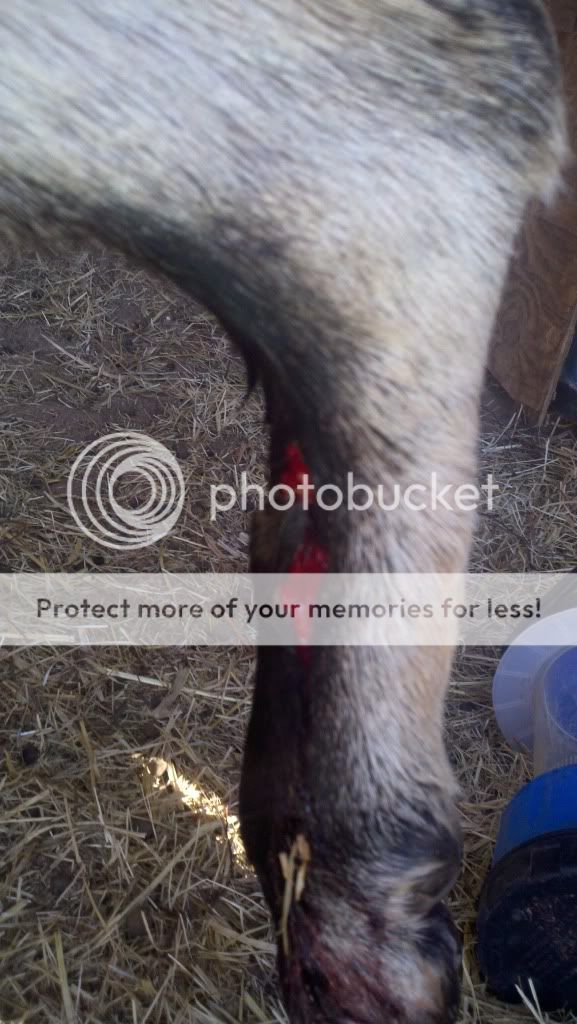 Bad leg cut!! | Dairy Goat Info Forums
