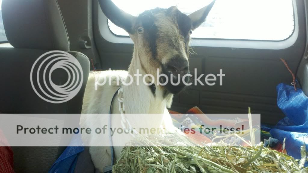 Transporting Goats | Homesteading Forum